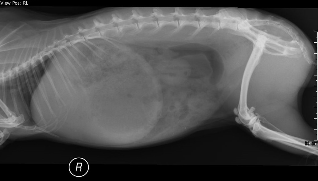 Image:Gastric bloat, rabbit-Merck Veterinary Manual