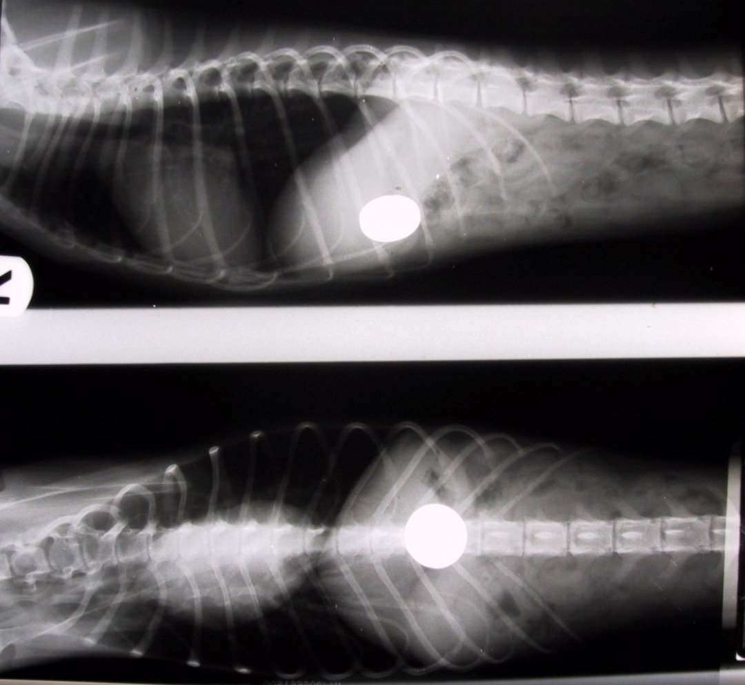 Zinc Toxicosis in Animals - Toxicology - MSD Veterinary Manual