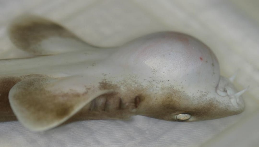 Environmental Diseases of Aquatic Animals in Aquatic Systems - Exotic ...