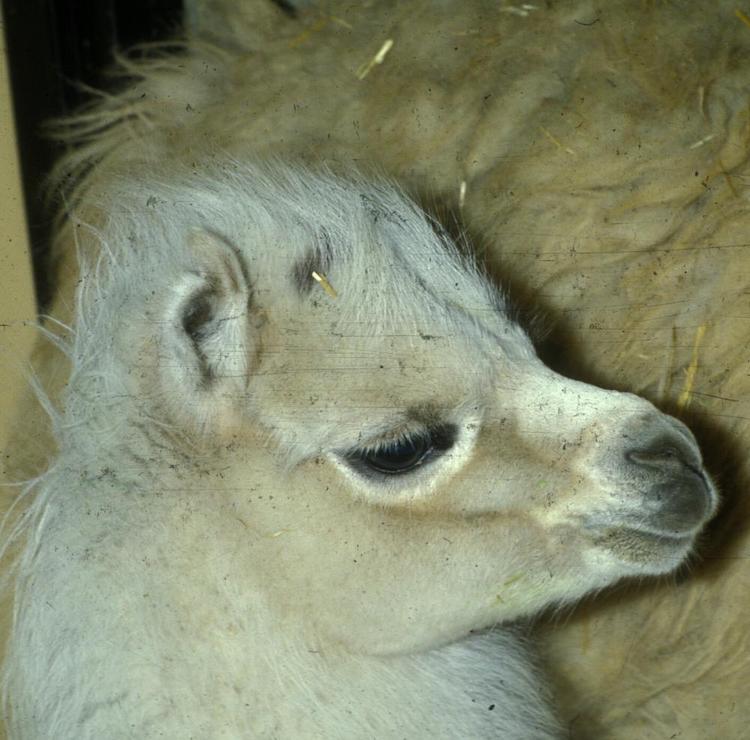 Image:Gopher ears, llama-Merck Veterinary Manual