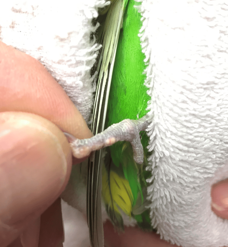 Miscellaneous Diseases of Pet Birds - Exotic and Laboratory Animals ...