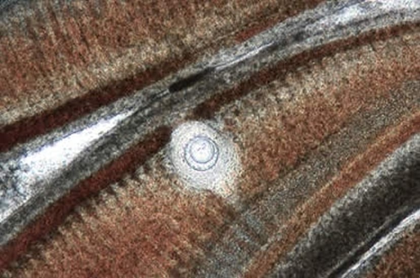 Bacterial Diseases of Fish - Exotic and Laboratory Animals - MSD ...