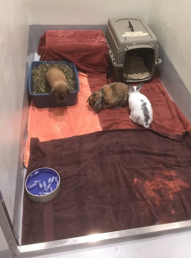 Housing of Rabbits - Exotic and Laboratory Animals - MSD Veterinary Manual