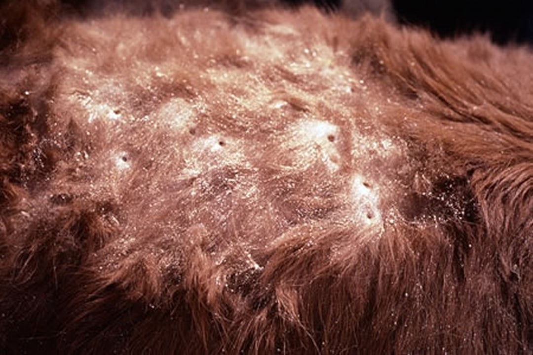 Image:Grubby hide, Hypoderma bovis-MSD Veterinary Manual