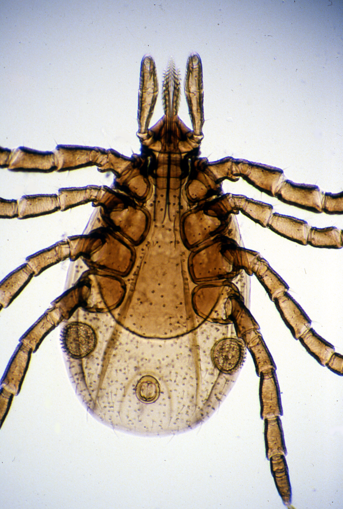 Ixodes spp. - Sistema tegumentario - Manual de veterinaria de MSD