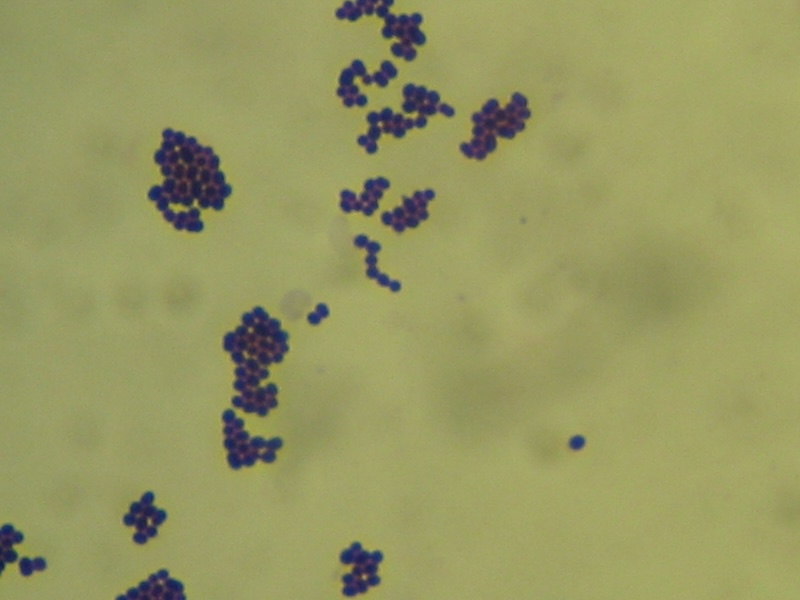 Image:Gram-positive Staphylococcus aureus, poultry-MSD Veterinary Manual