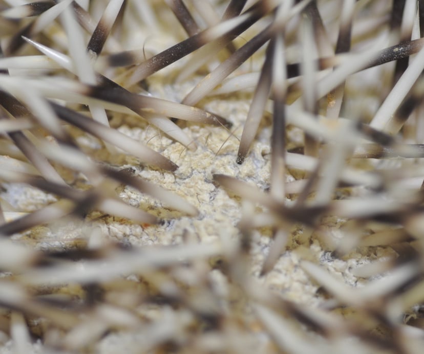 Diseases of Hedgehogs - Exotic and Laboratory Animals - Merck ...