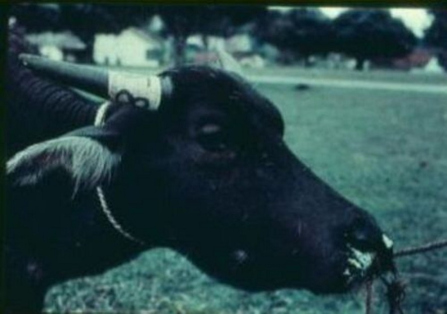 Hemorrhagic Septicemia in Water Buffalo and Cattle - Generalized ...