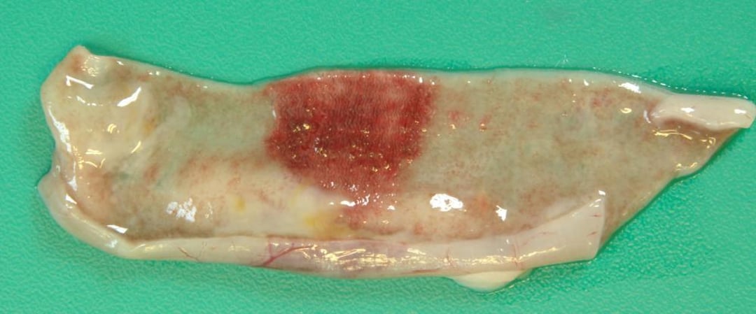 Duck Viral Enteritis - Poultry - Merck Veterinary Manual