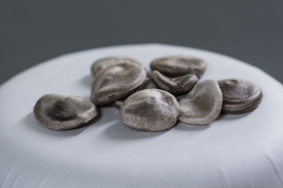 Image:Seeds from the strychnine (Strychnos nux vomica) tree; also ...