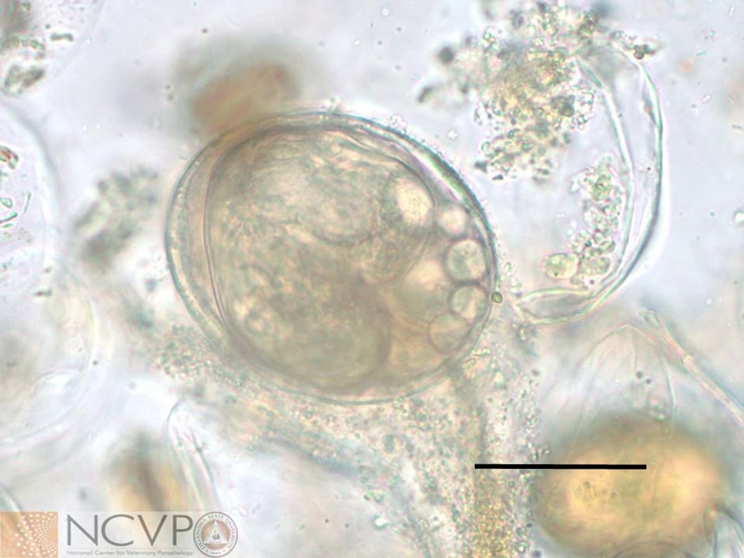 Flukes in Small Animals - Digestive System - MSD Veterinary Manual