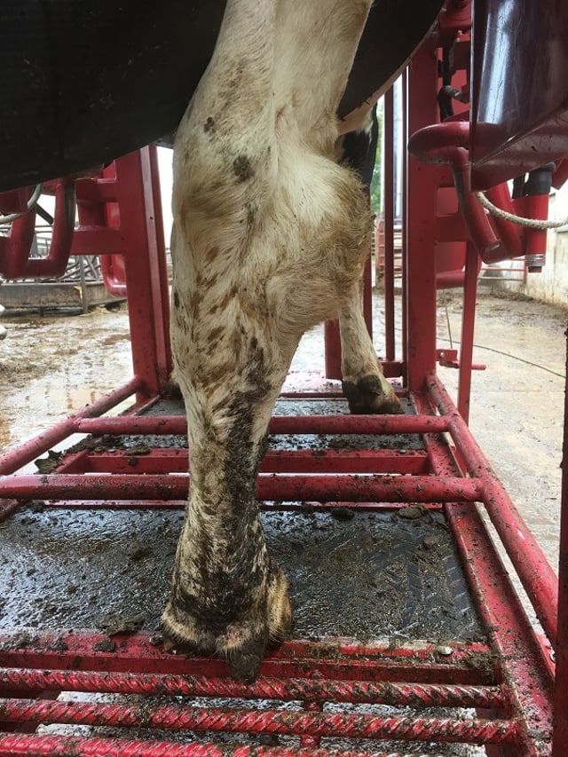 Image:Hock swelling, cow-Merck Veterinary Manual