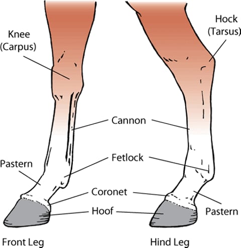 Components of the Musculoskeletal System of Horses - Horse Owners - MSD ...