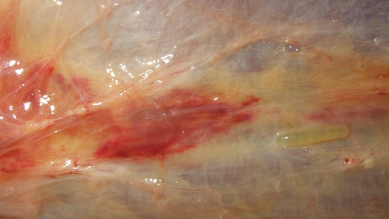 Image:Hypoderma lineatum, lesions-Merck Veterinary Manual