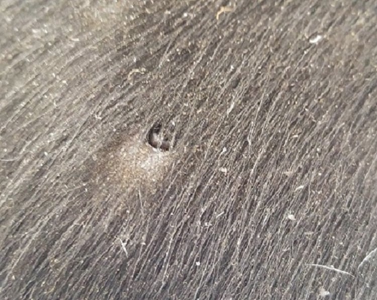 Image:Hypoderma spp infection cattle, larva breathing hole with ...