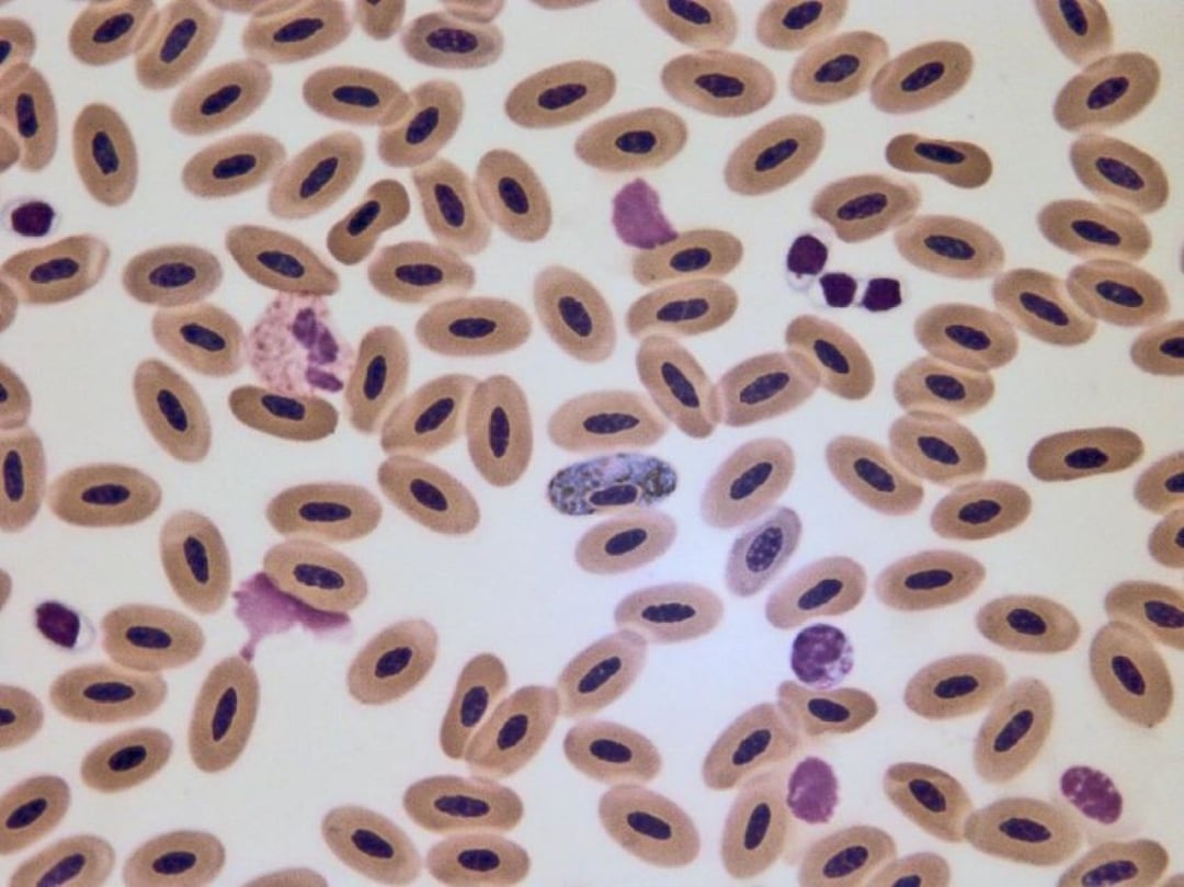 Image:Haemoproteus, photomicrograph, blood, goose-Merck Veterinary Manual