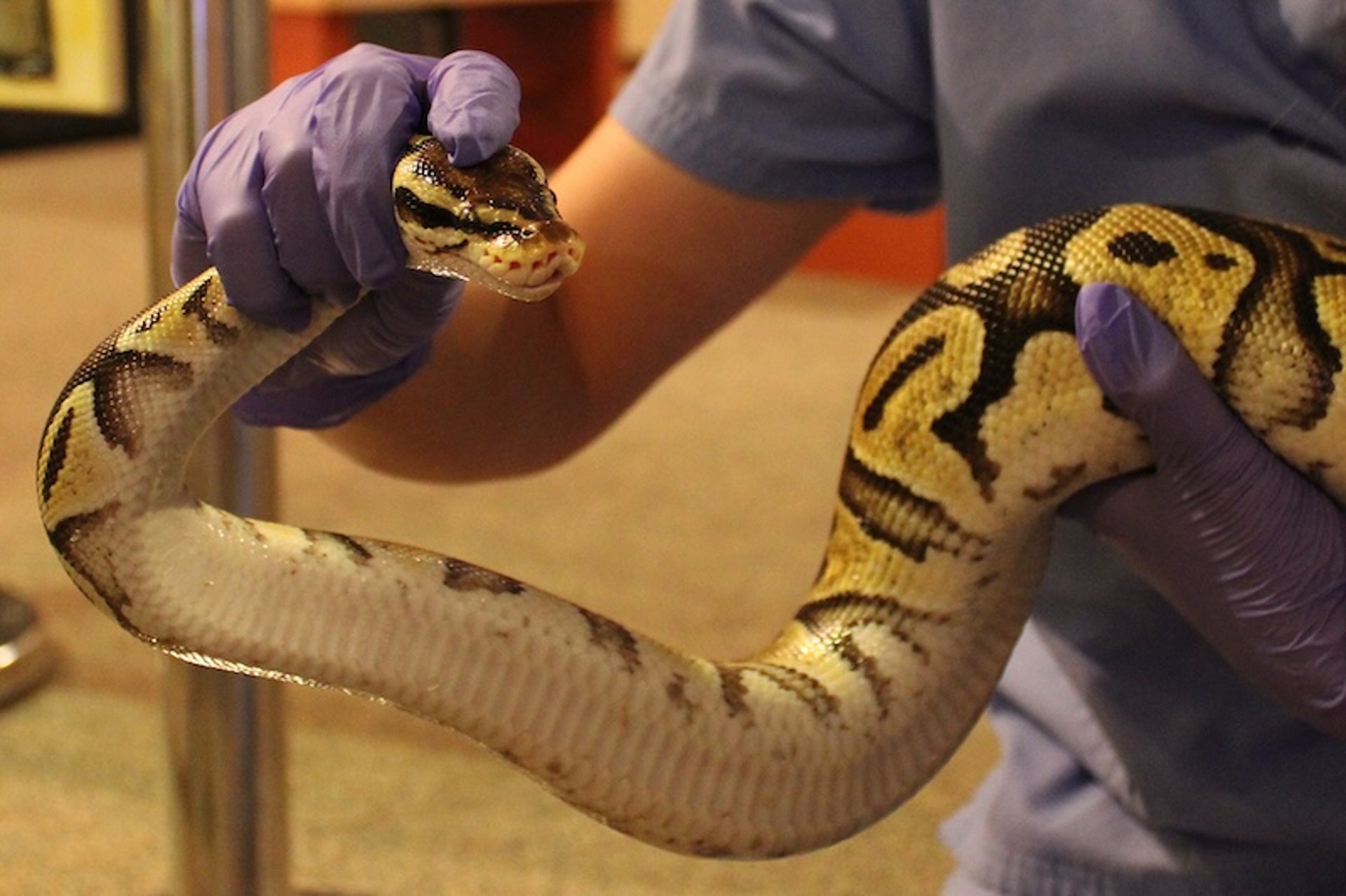 Image:Handling technique, aggressive snake-MSD Veterinary Manual