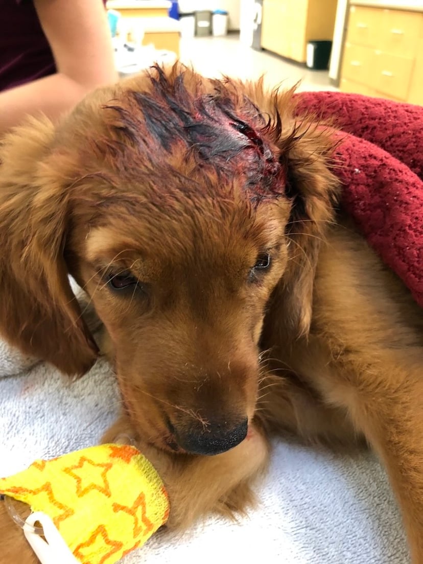 Initial Triage and Resuscitation of Small Animal Emergency Patients ...