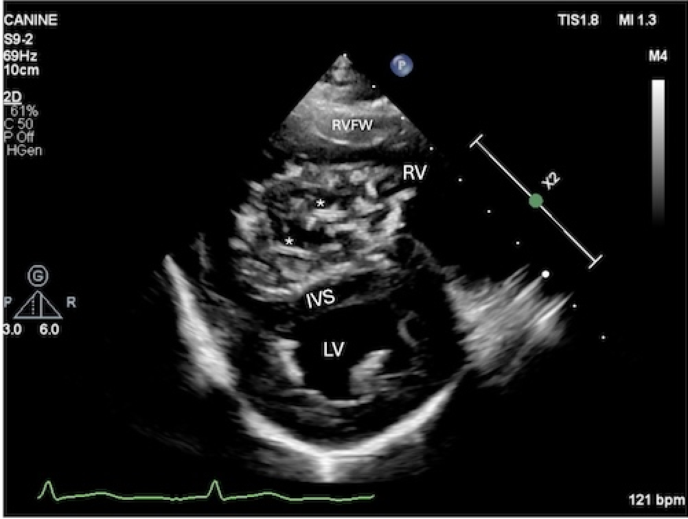 Image:Heartworm disease, echocardiogram, short-axis view, dog-MSD ...