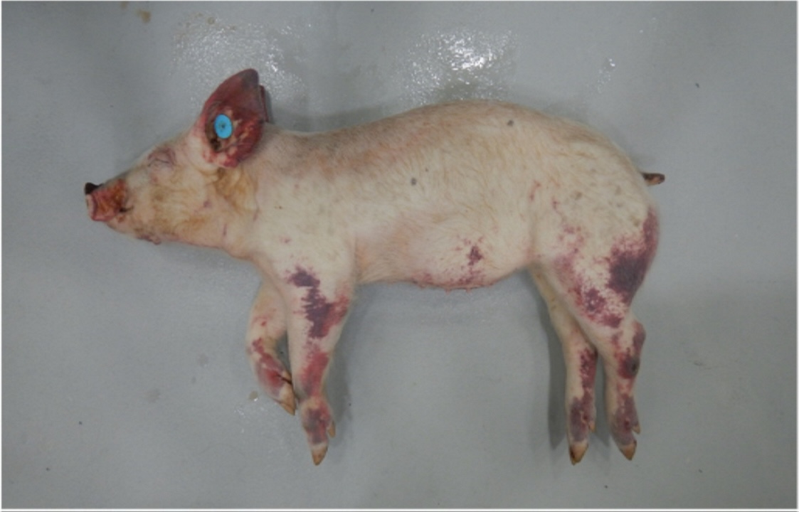 Classical Swine Fever - Generalized Conditions - Merck Veterinary Manual