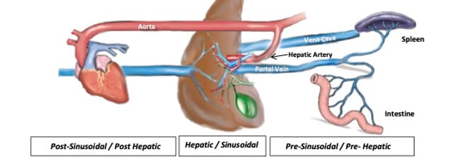 Anatomy of the Hepatobiliary System in Small Animals - Digestive System ...