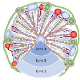 Image:Hepatic lobule, zones-Merck Veterinary Manual