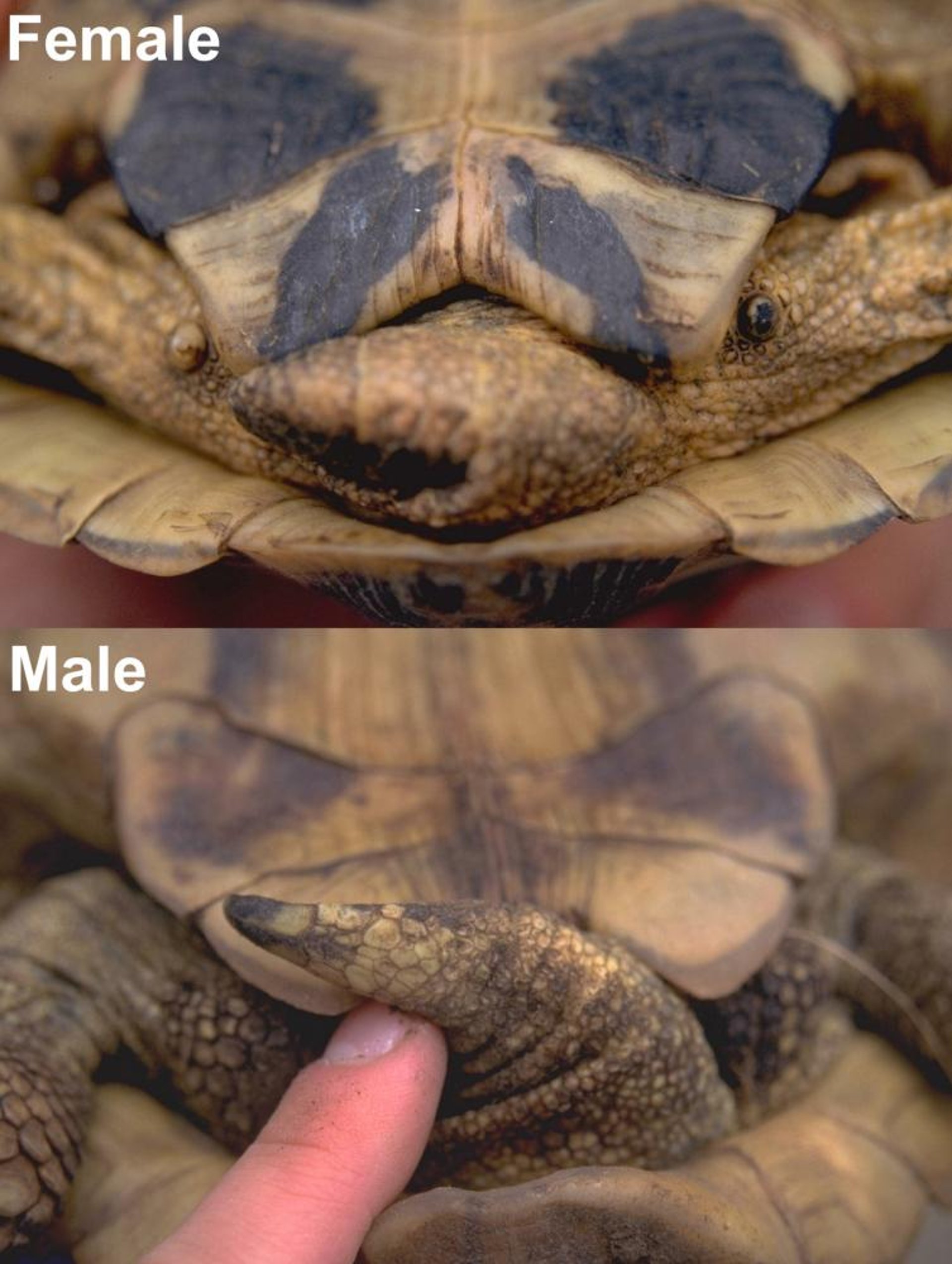 Image:Hermann's tortoises (Testudo hermanni), female and male-MSD ...