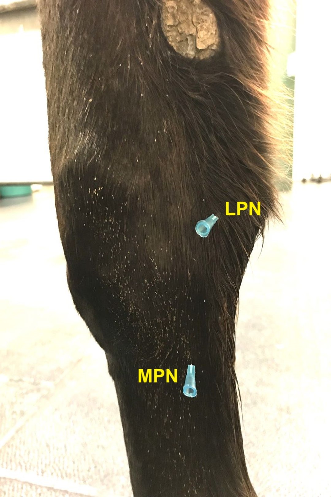 Diagnostic Anesthesia for Lameness Localization in Horses - Diagnostic ...
