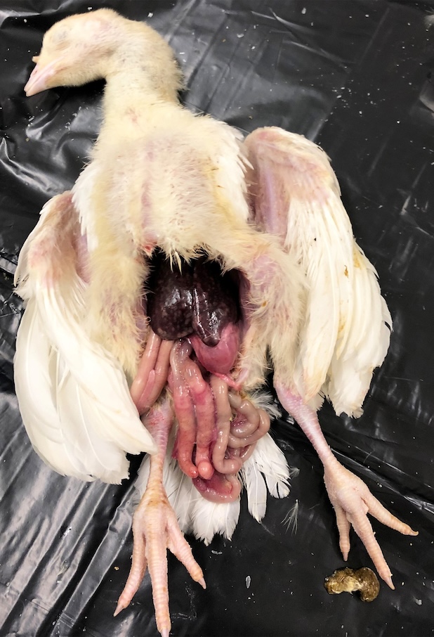 Image:Histomoniasis, liver lesions, turkey-MSD Veterinary Manual