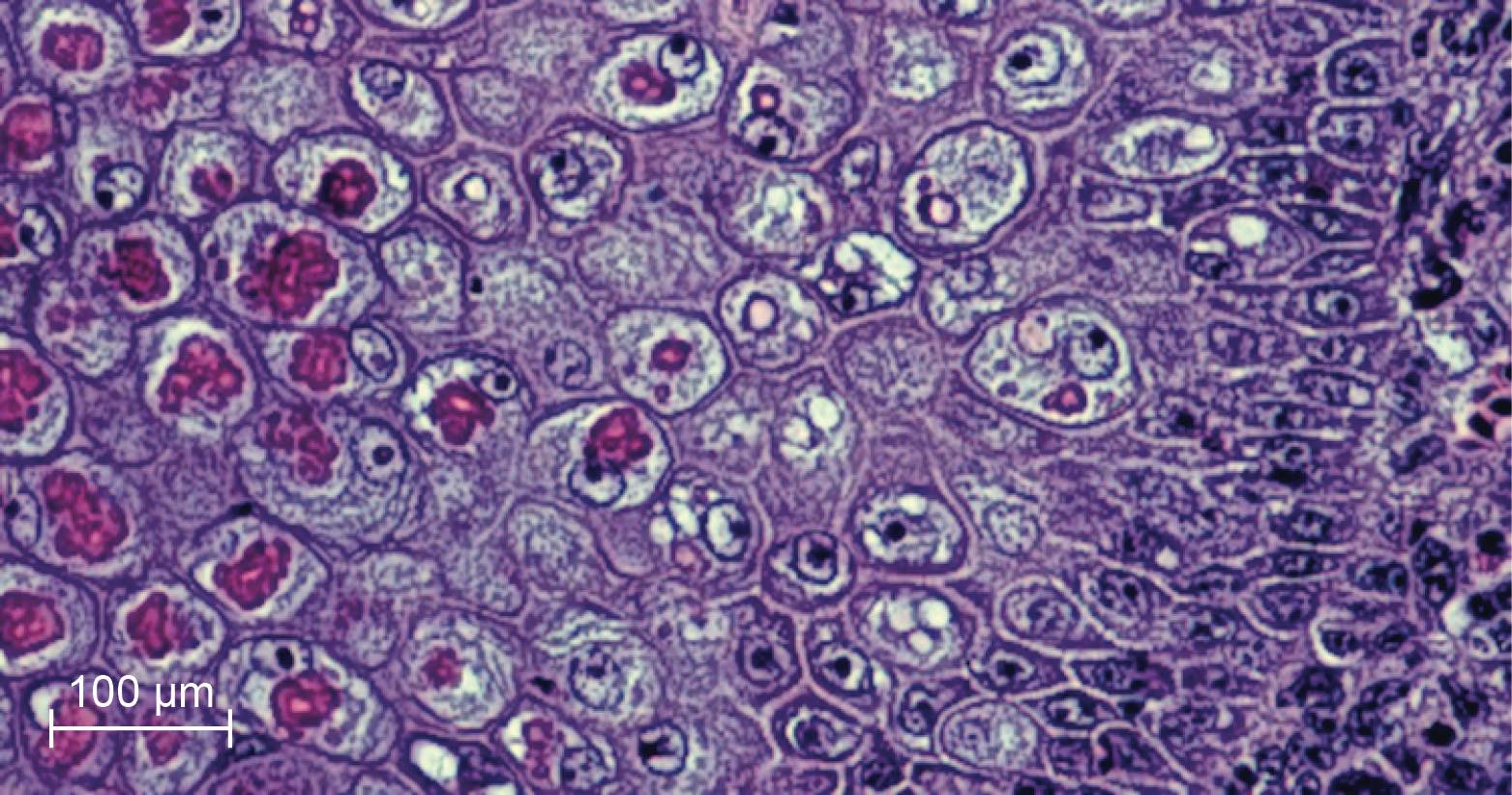 Poxviral Infections in Birds Other Than Chickens and Turkeys - Poultry ...