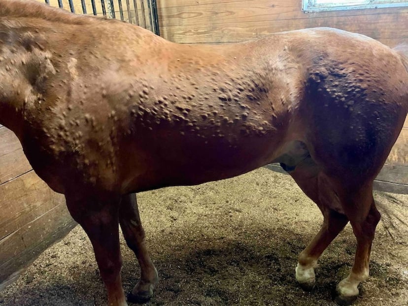 Urticaria (Hives, Wheals) in Animals - Integumentary System - Merck ...