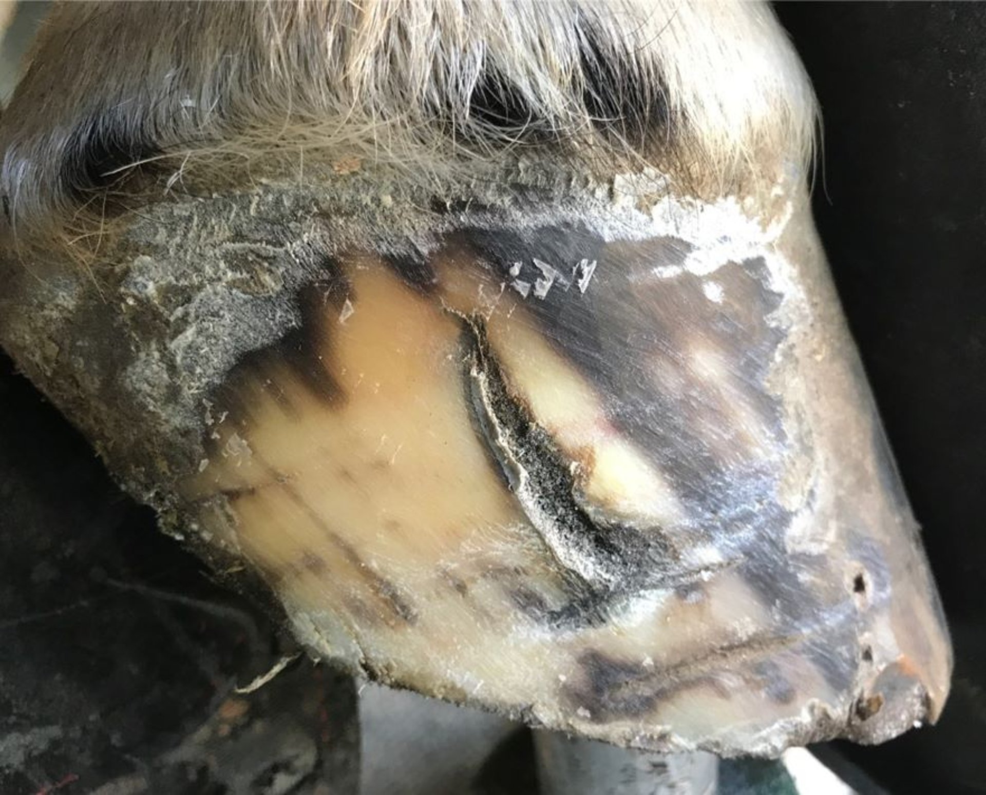 Image:Grieta en el casco, cuarto medial, caballo-Manual de veterinaria ...