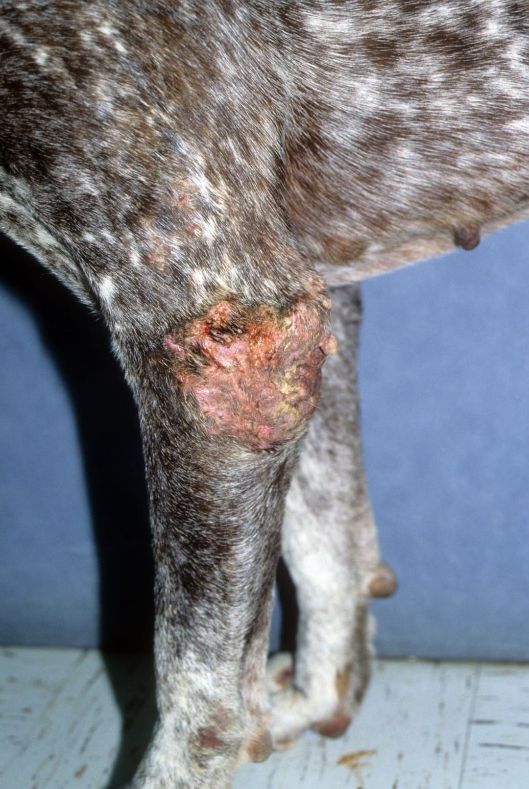 Image:Hygroma, chronic inflammation, dog-Merck Veterinary Manual