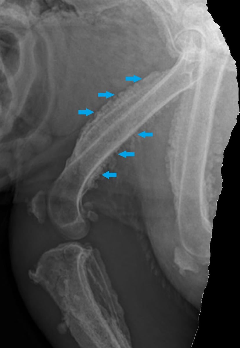 Miscellaneous Paraneoplastic Syndromes in Small Animals - Generalized ...