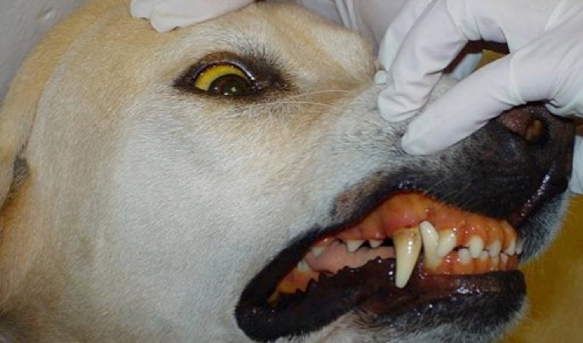Image:Icterus, dog with leptospirosis-Merck Veterinary Manual