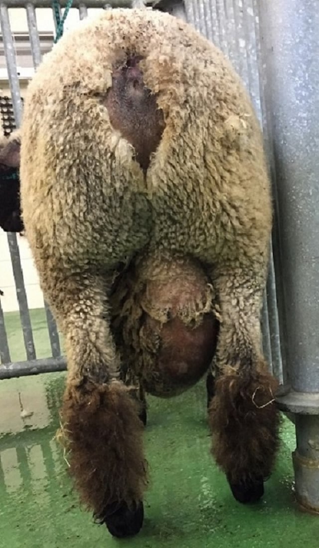 Image:Inguinal hernia, ram-Merck Veterinary Manual