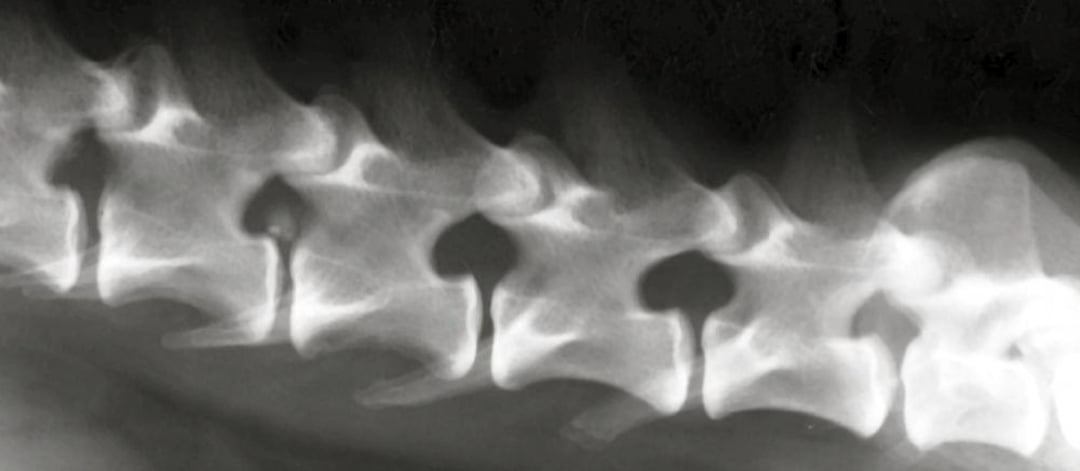 Degenerative Diseases of the Spinal Column and Cord in Animals ...