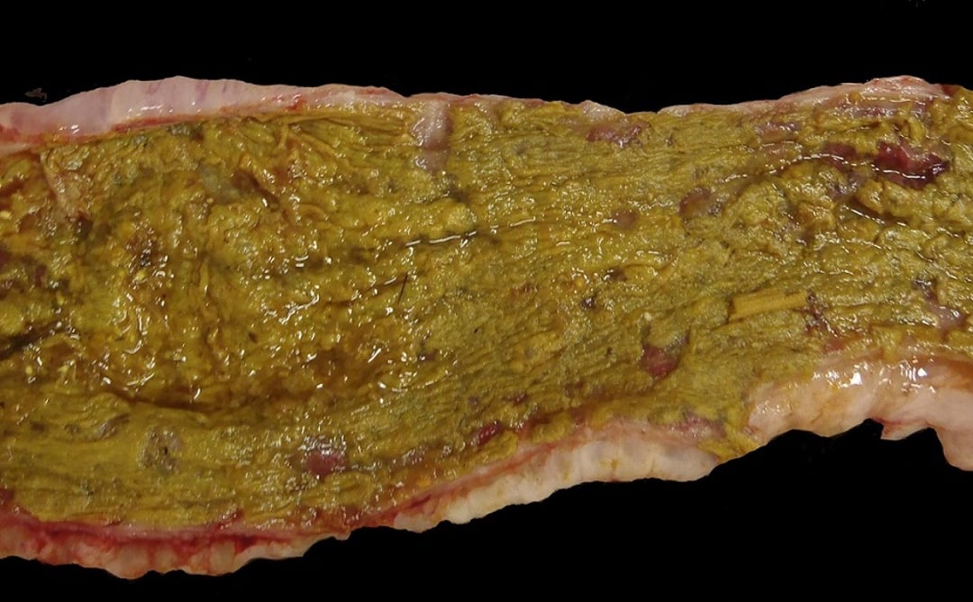 Intestinal Salmonellosis in Pigs - Digestive System - MSD Veterinary Manual