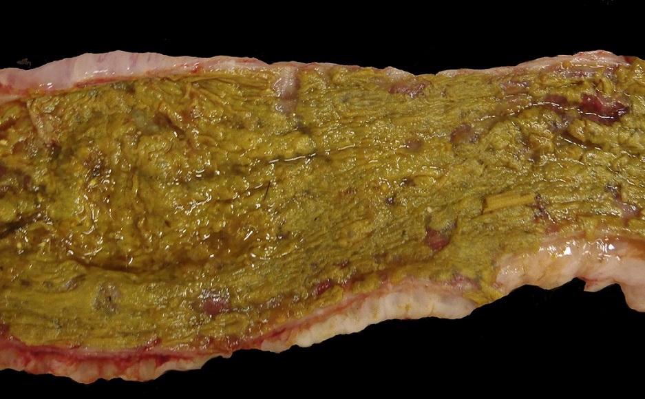 Intestinal Salmonellosis in Pigs - Digestive System - Merck Veterinary ...