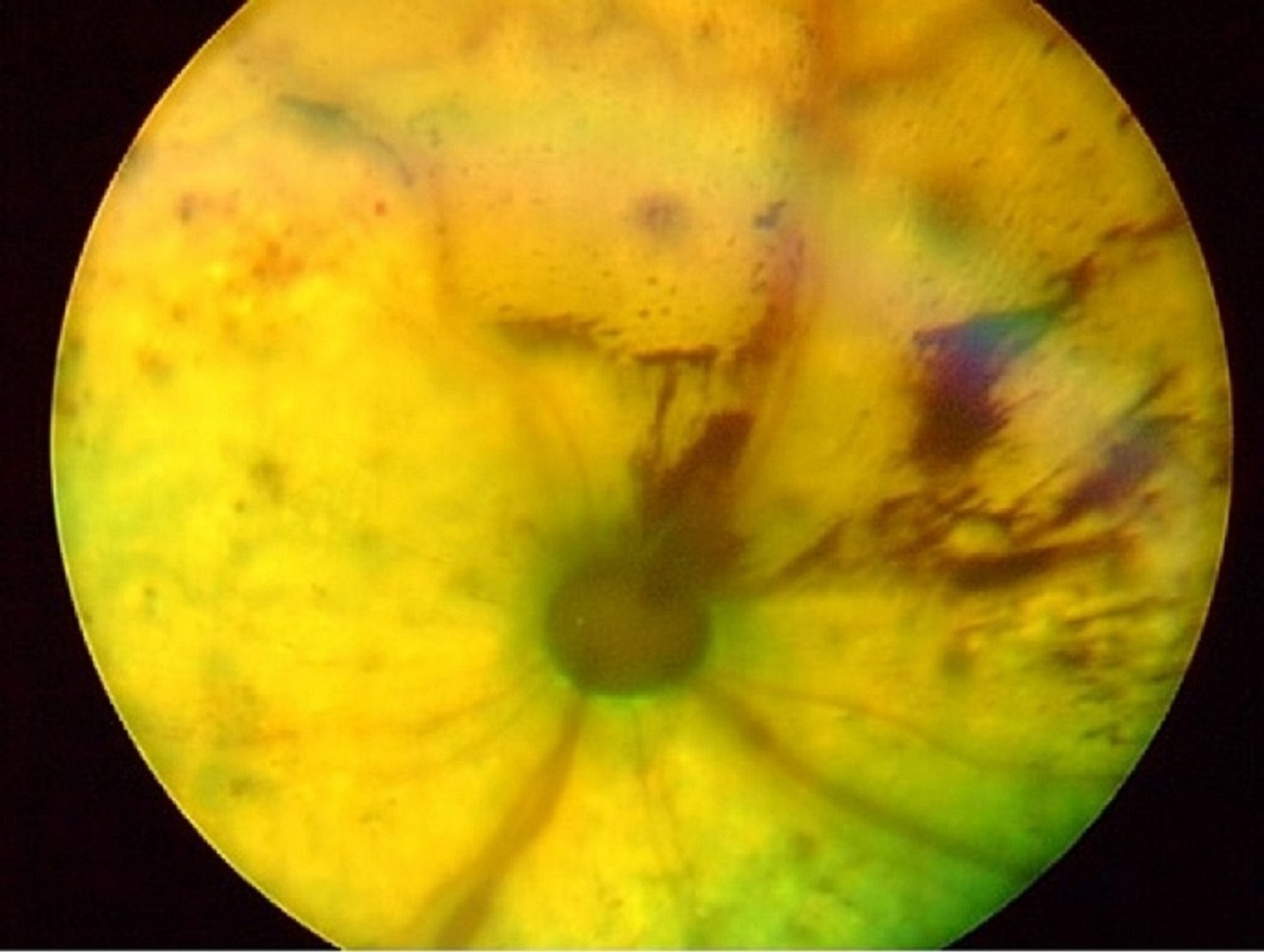 Ophthalmic Manifestations of Systemic Diseases in Animals - Eye ...