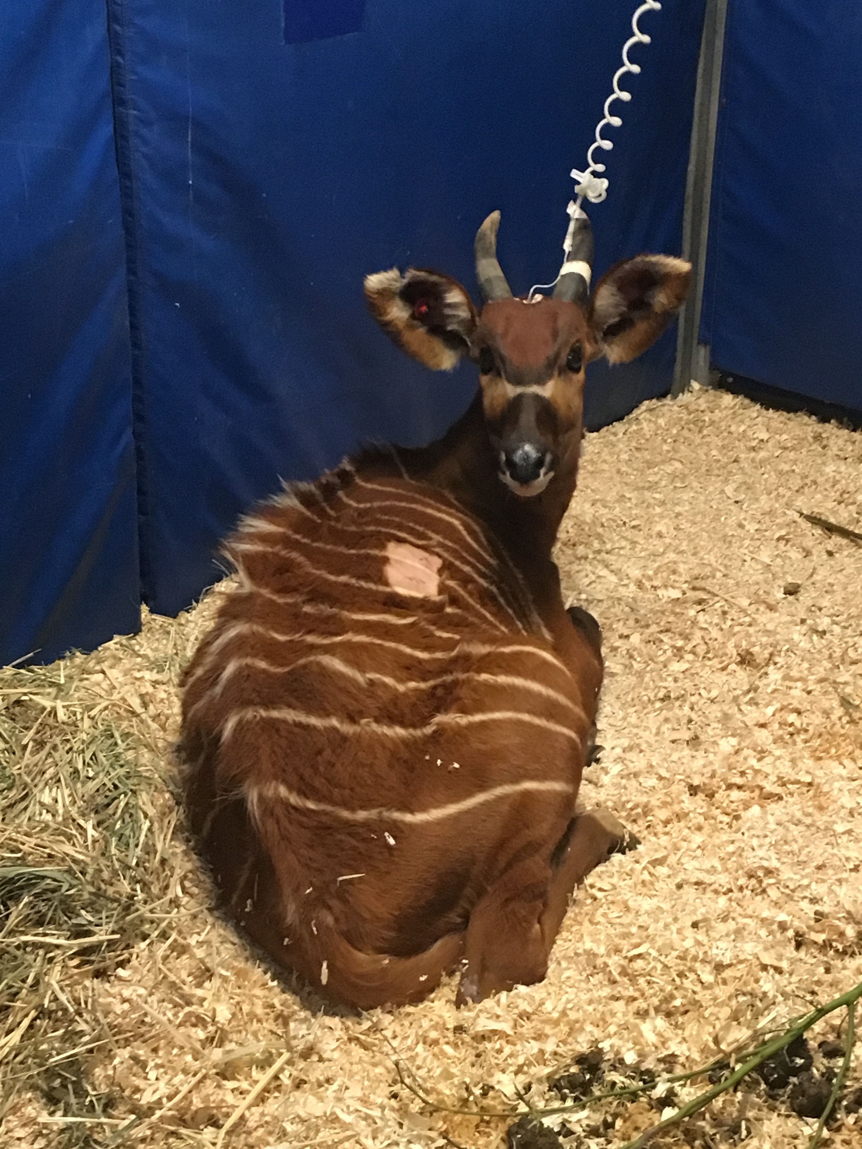 Image:Intravenous treatment, bongo-Merck Veterinary Manual