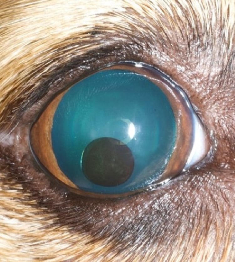 Image:Iridic cyst, dog-MSD Veterinary Manual
