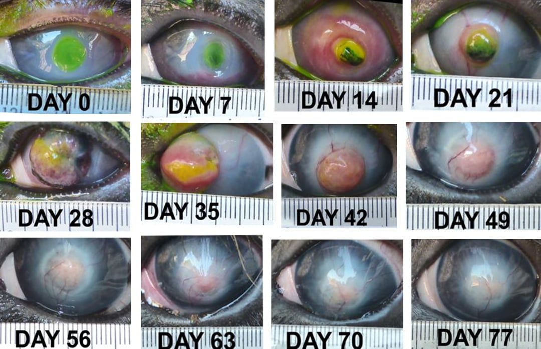 Infectious Keratoconjunctivitis in Cattle and Small Ruminants - Eye ...