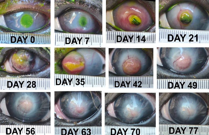 Image:Infectious bovine keratoconjunctivitis, corneal perforation and complete globe rupture ...