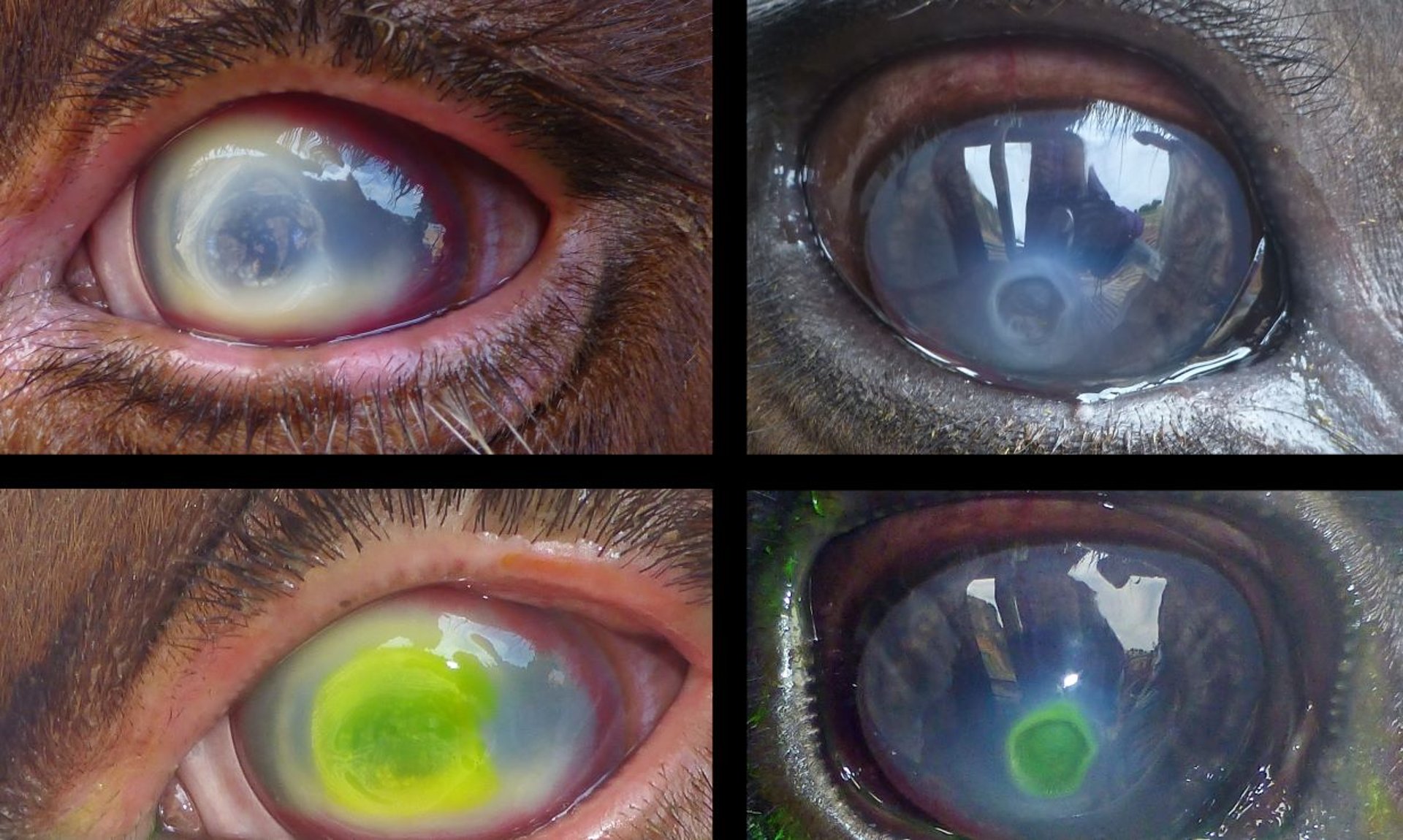 Queratoconjuntivitis infecciosa en bovinos y pequeños rumiantes ...