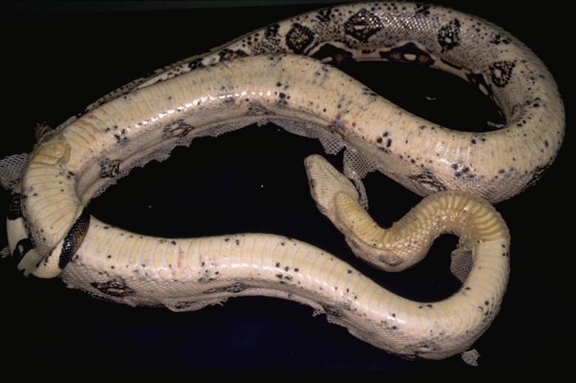 Viral Diseases of Reptiles - Exotic and Laboratory Animals - MSD ...