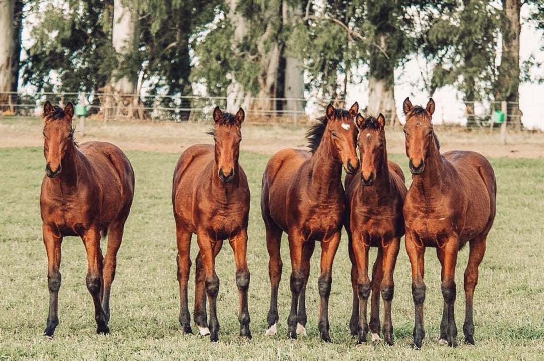 Cloning of Domestic Animals - Reproductive System - MSD Veterinary Manual