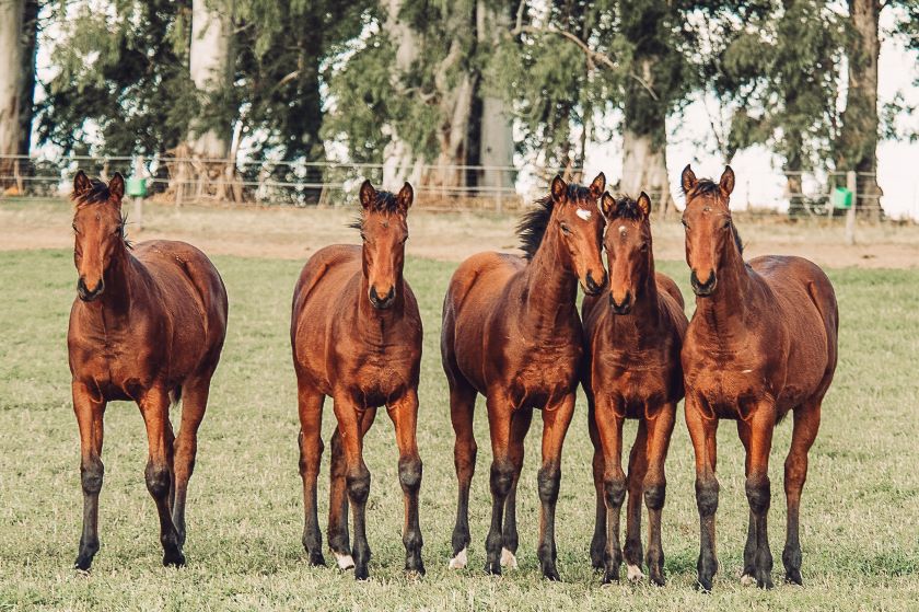 Image:Individual variation in cloned horses-Merck Veterinary Manual