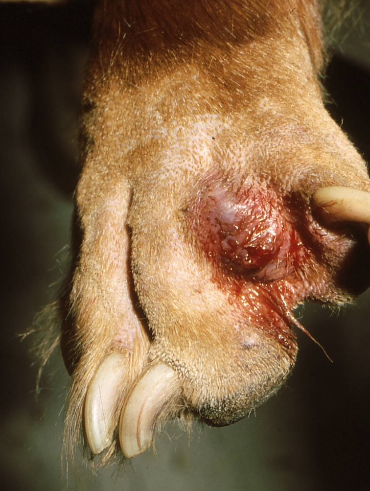 Image:Interdigital furuncle, dog-MSD Veterinary Manual