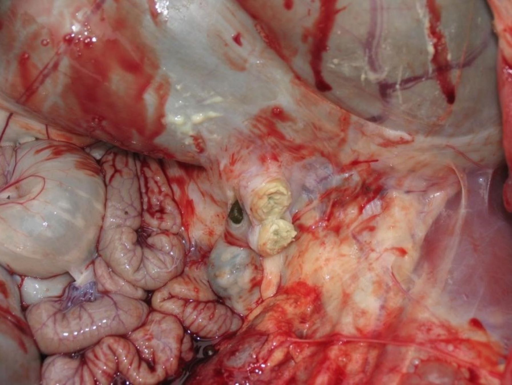 Image:Internal caseous lymphadenitis, abscesses, mesenteric lymph nodes ...